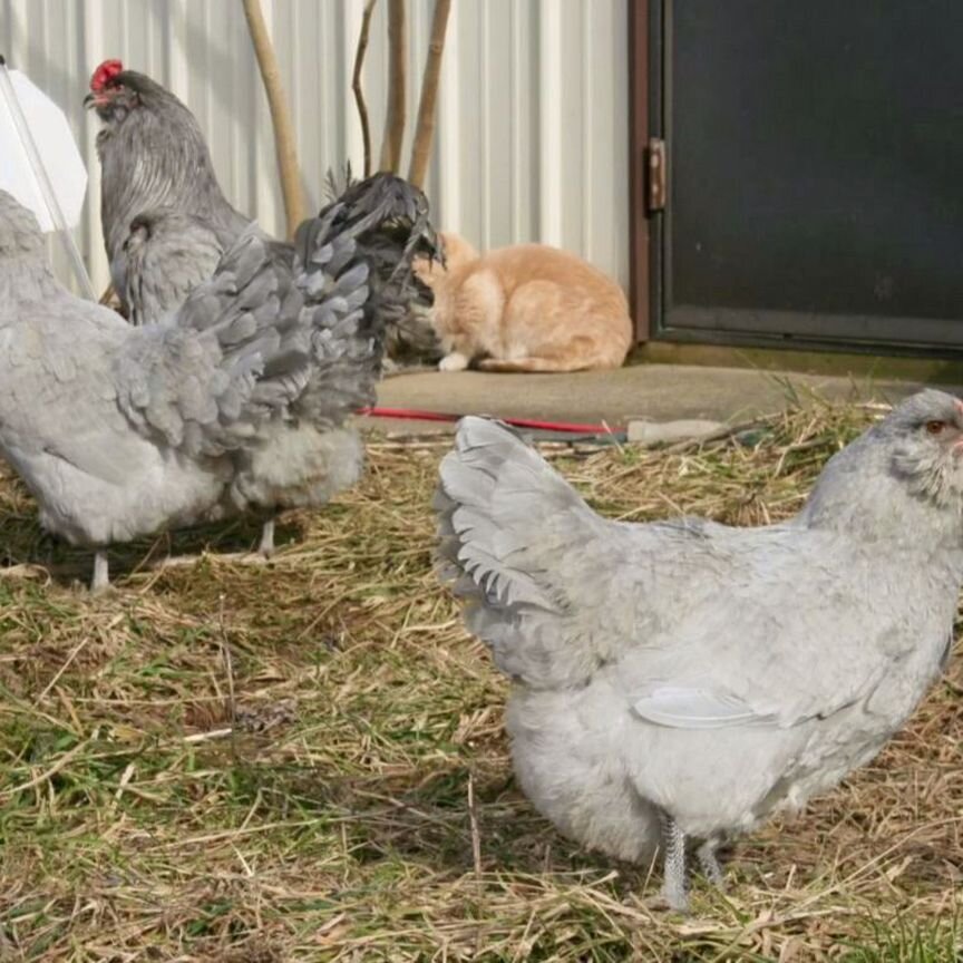 Куры несушки