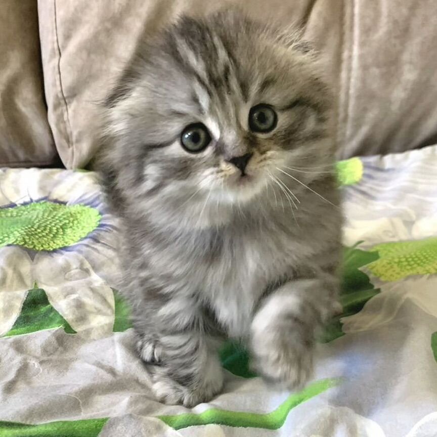 Шотландский вислоухий красивый котенок