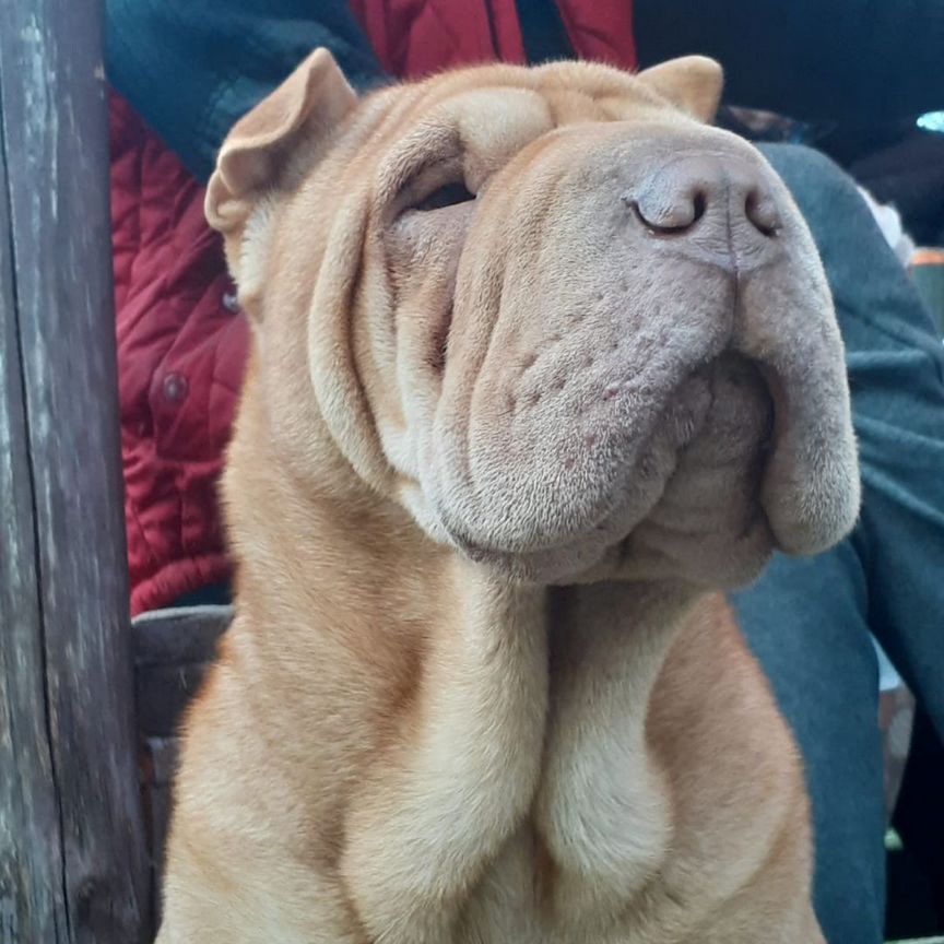 Шарпей вязка мальчик