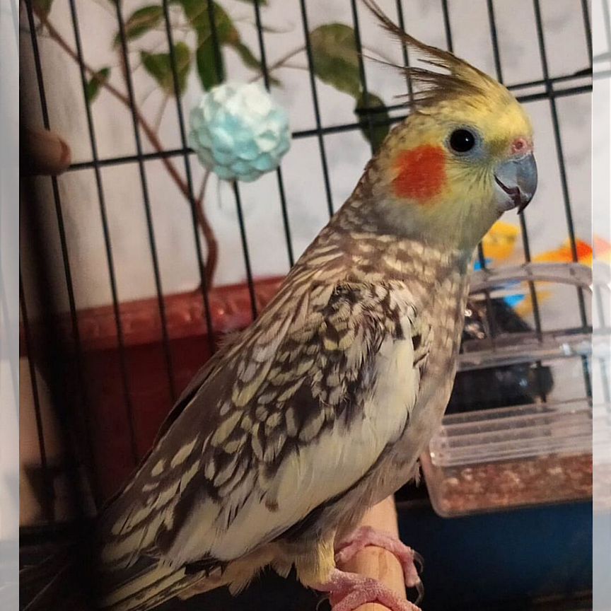 Птенец кореллы