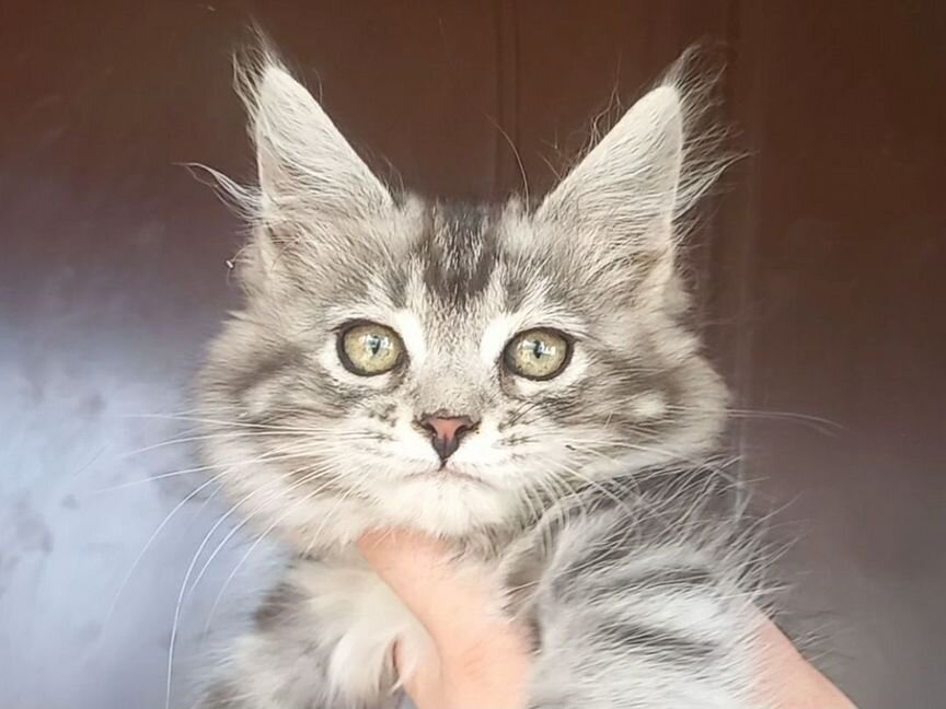 Котенок в добрые руки