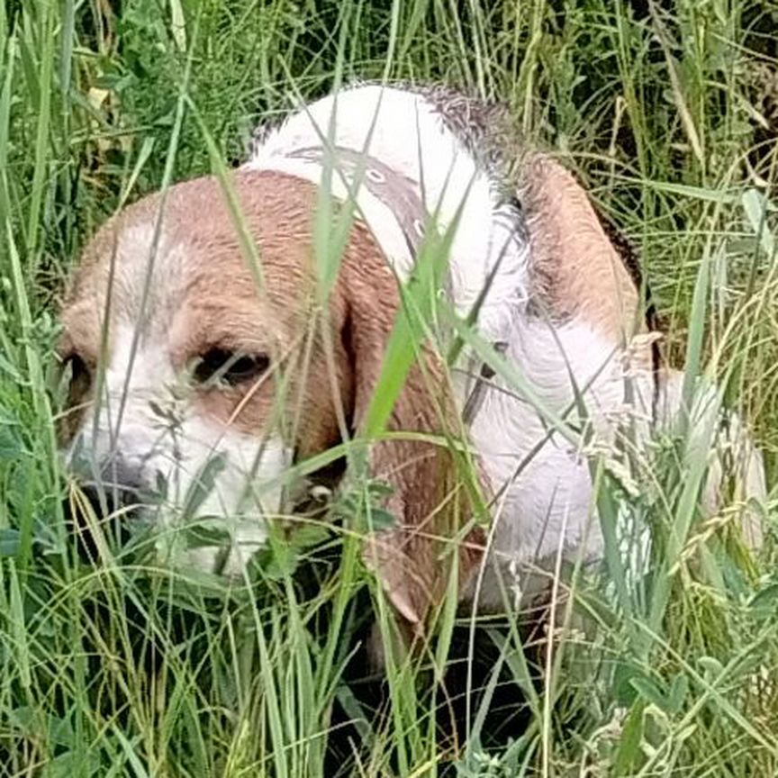 Бигль, щенок