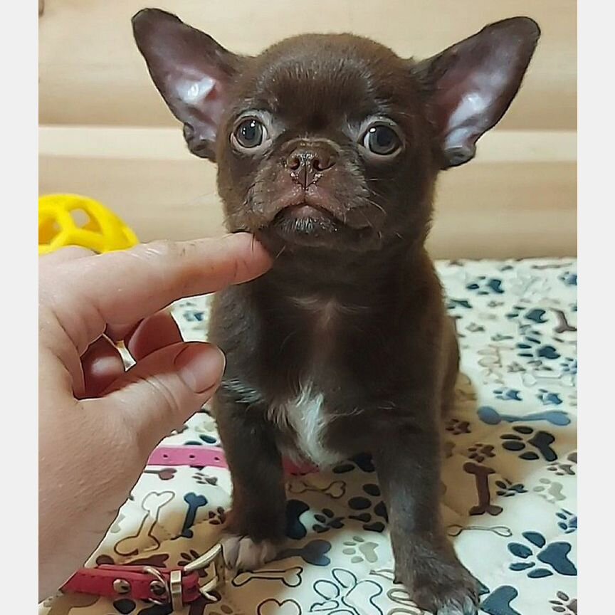 Мальчик Чихуахуа
