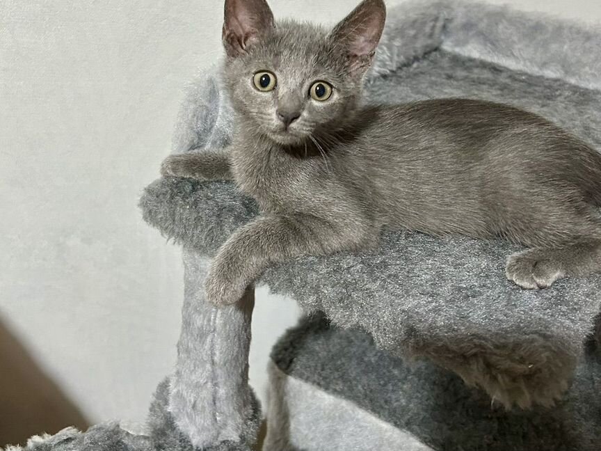 Котята в добрые руки бесплатно