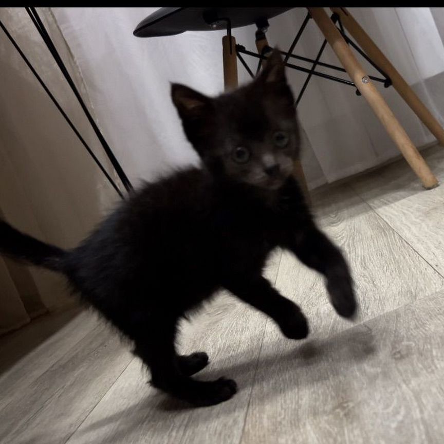 Котенок Мяу