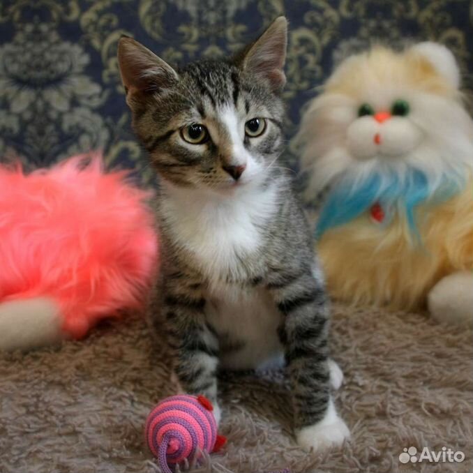 Милый мальчик котёнок ищет свою семью