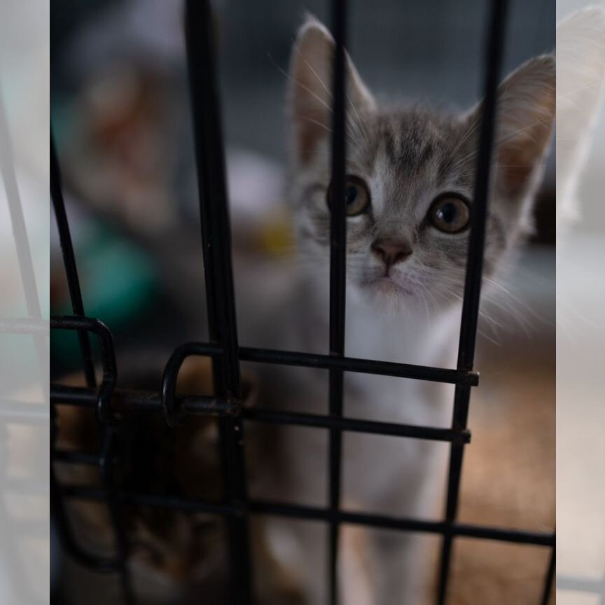 Котенок девочка Лея в добрые руки