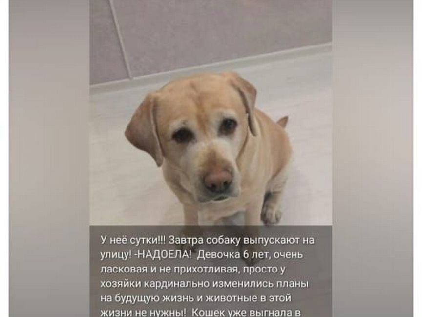 Ламбрадора выгоняют на улицу завтра