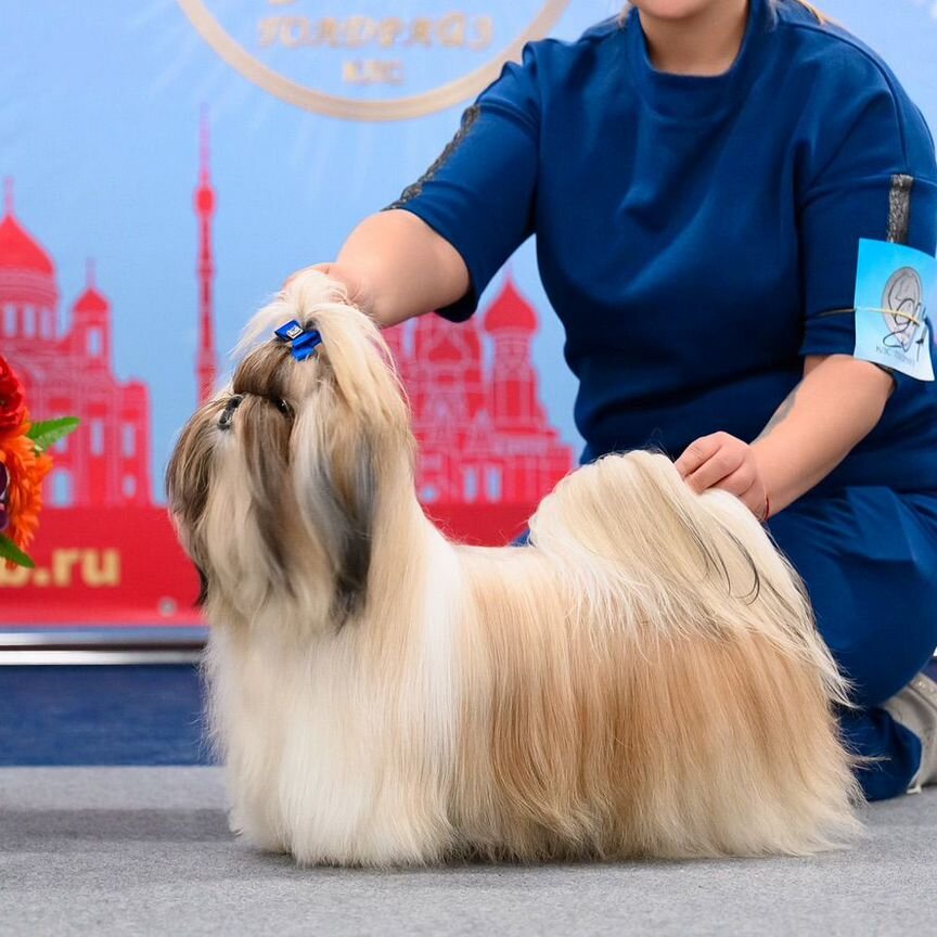 Ши-тцу, вязка