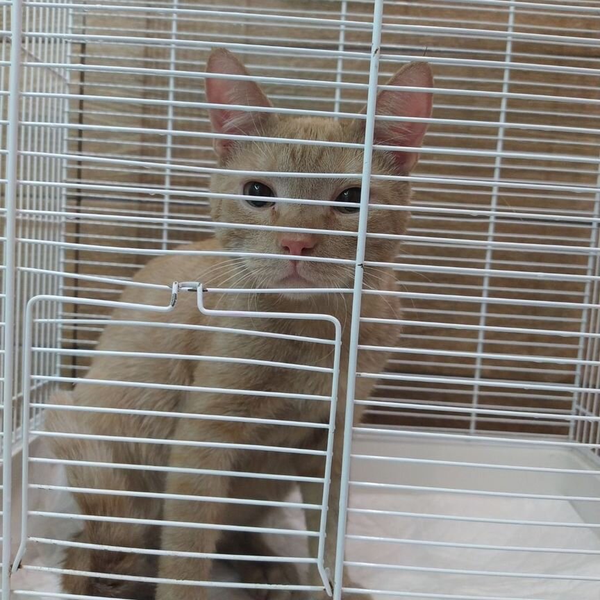 Котик ищет дом