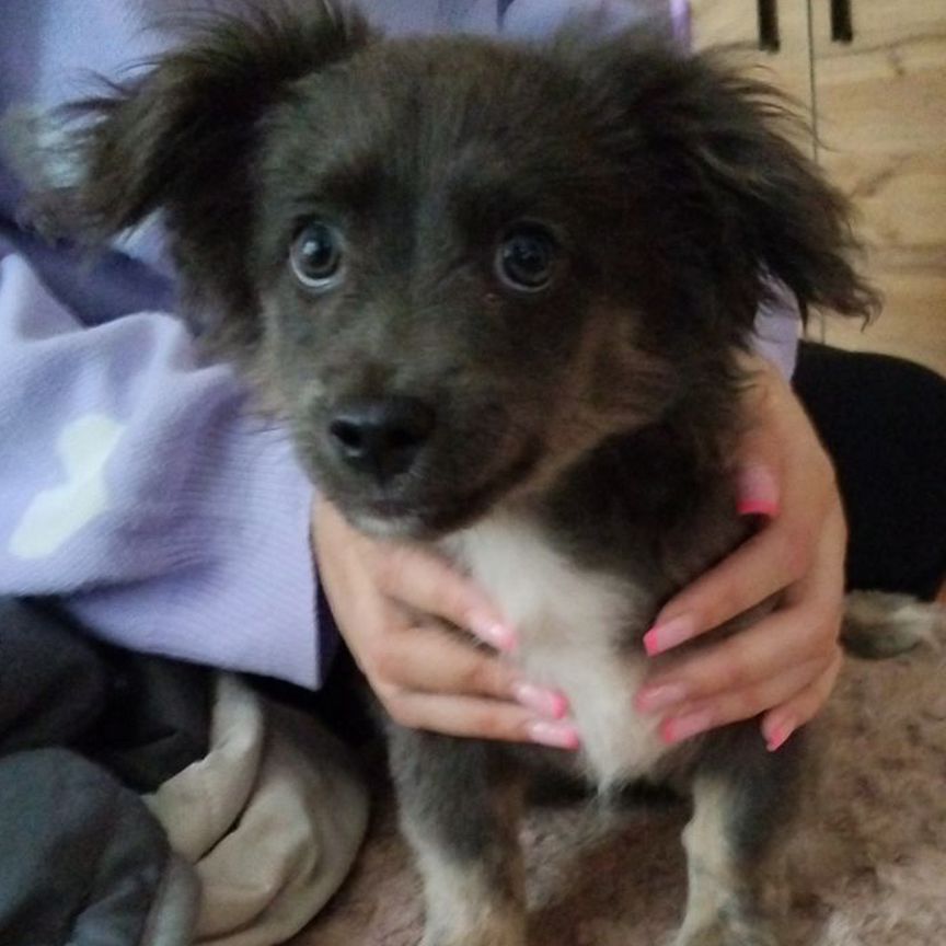 Помчи, щенок