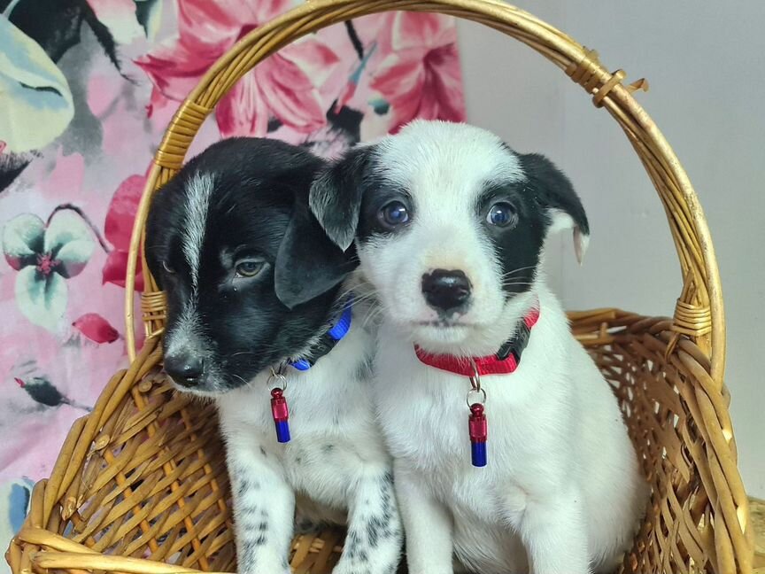 Видео. Щенки дворяне-терьер в руки надёжных людей