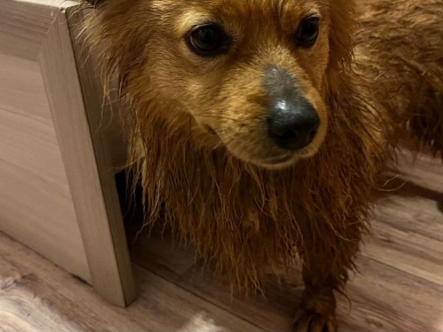 Найдена собака шпиц