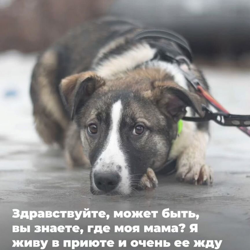 Щенок из приюта в добрые руки