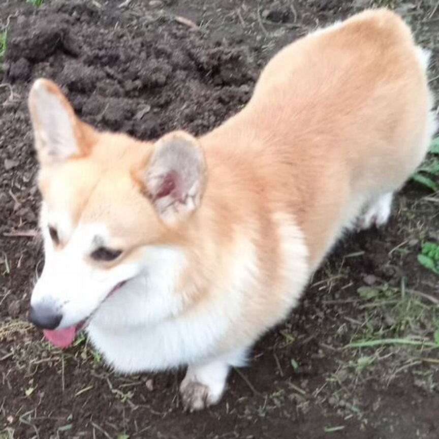Вельш Корги Пемброк, взрослый пёс