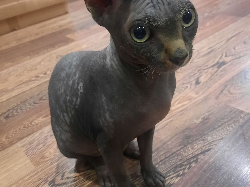 Канадский сфинкс котенок