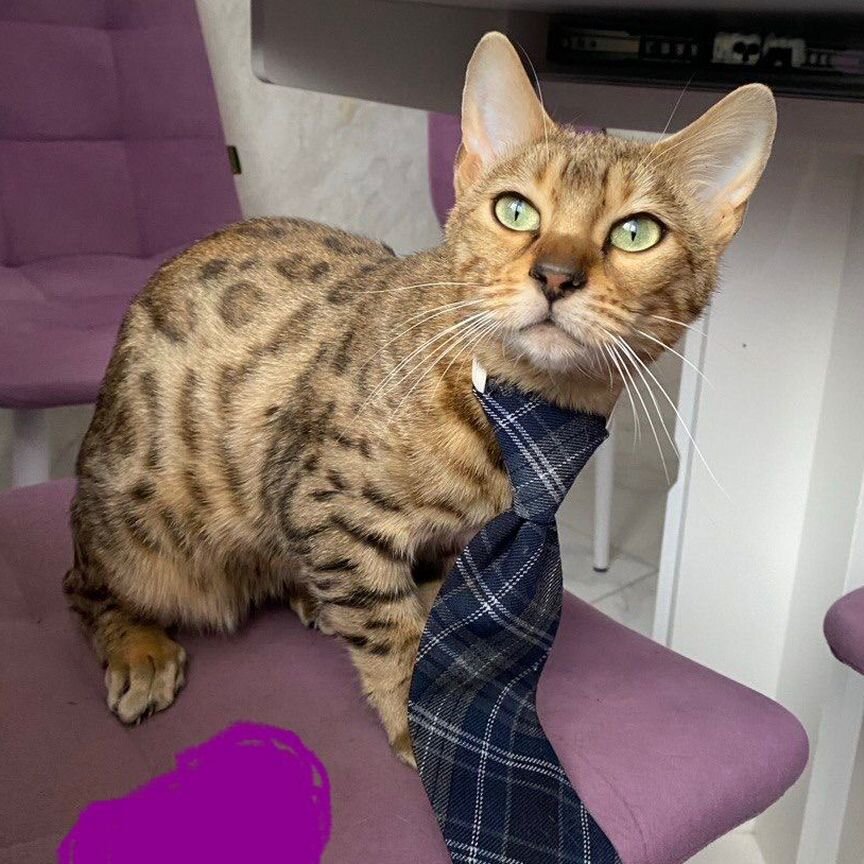 Бенгальская, взрослая кошка