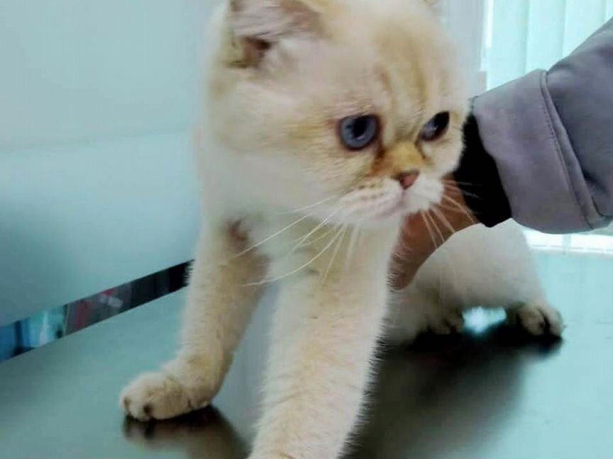 Кошка ищет новый дом