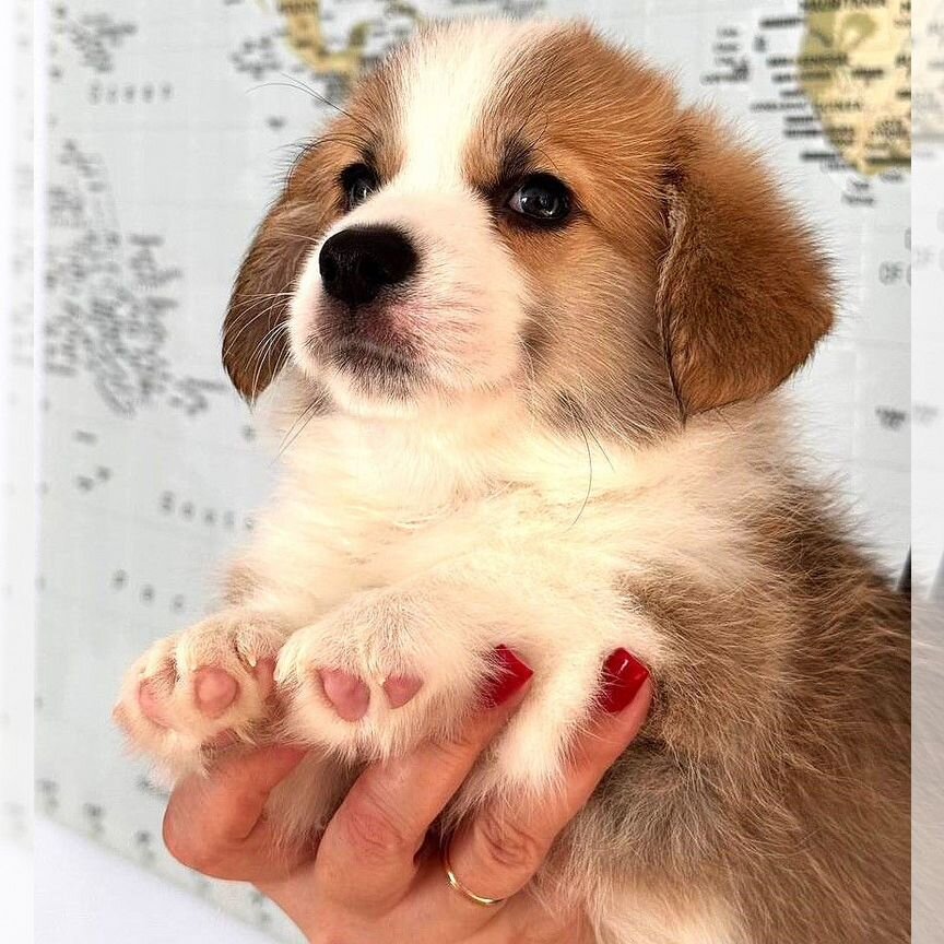 Щенки вельш-корги пемброк