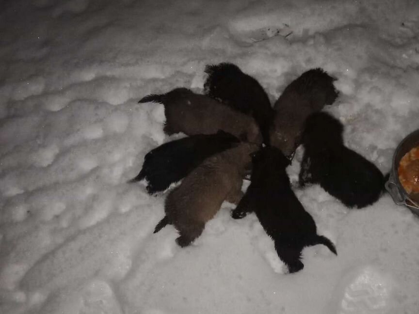 Собака в добрые руки