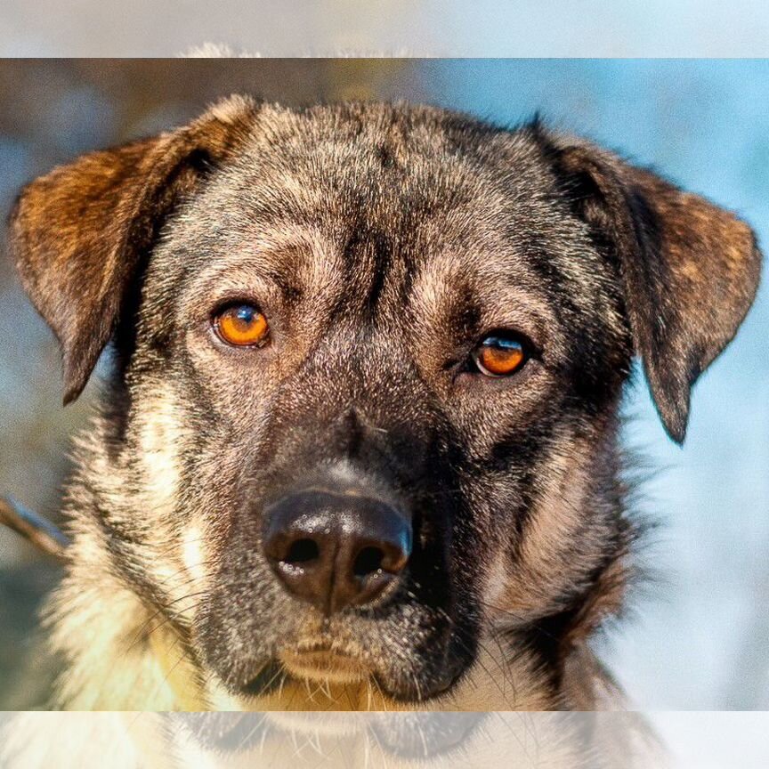 Анатолийская овчарка, взрослый пёс