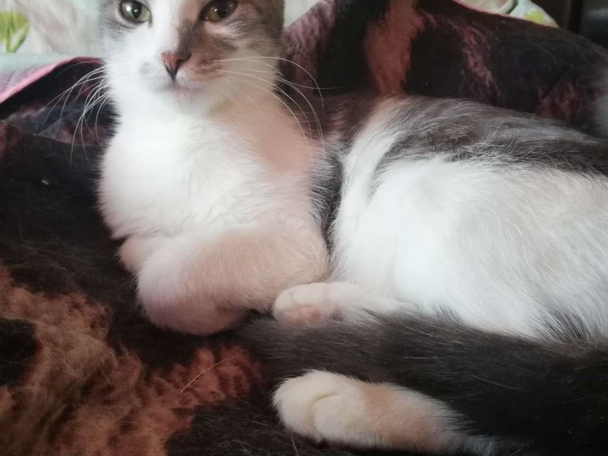 Красавица Тося в добрые руки