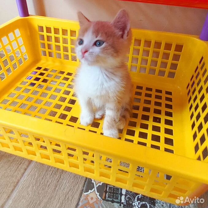 Котёнок рыжий с белым