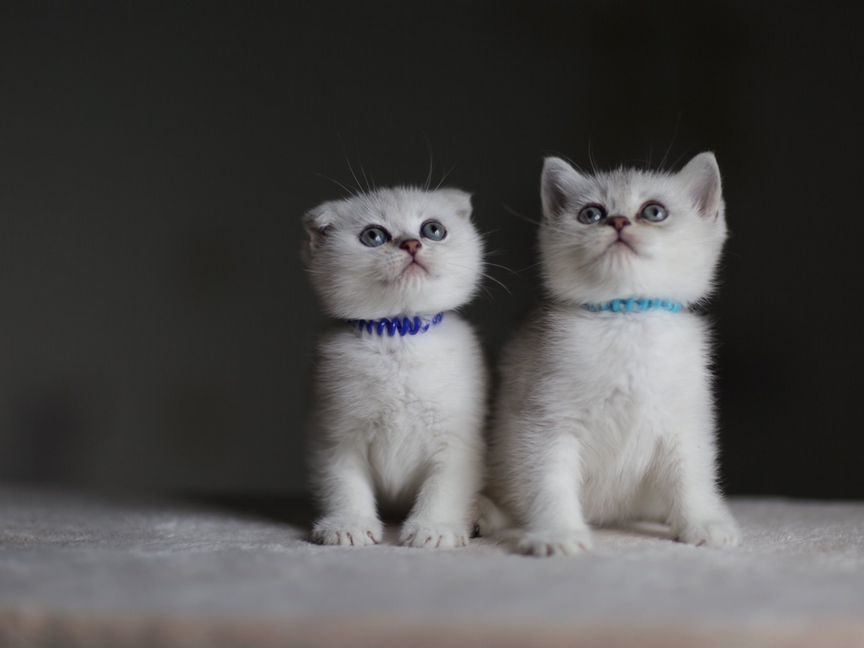 Шотландские котята шиншилла и мрамор