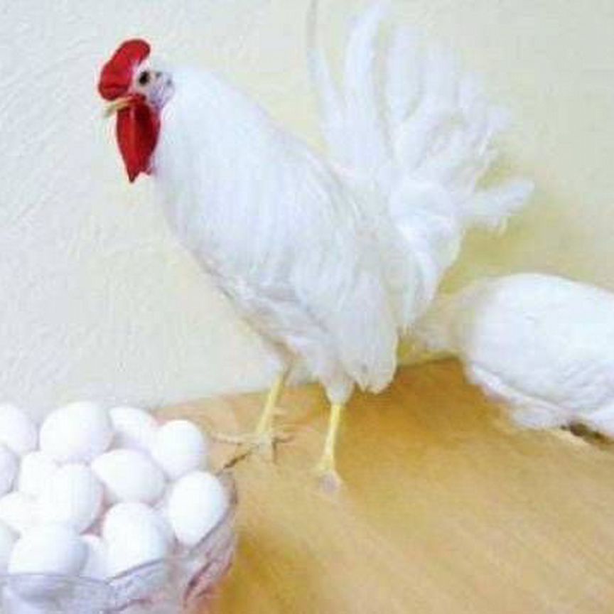 Инкубационное яйцо Декалб Уайт