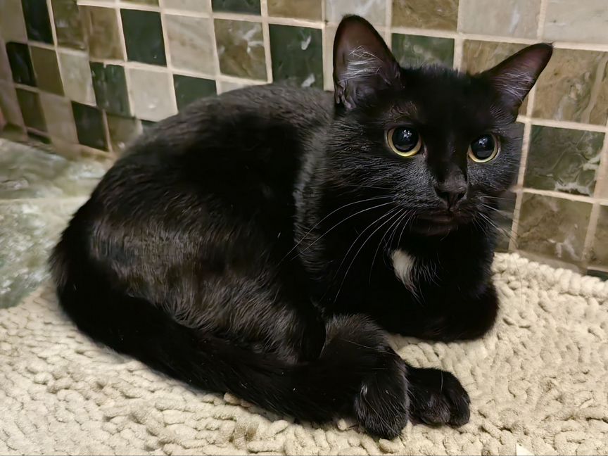 Мега ласковая кошечка ищет дом