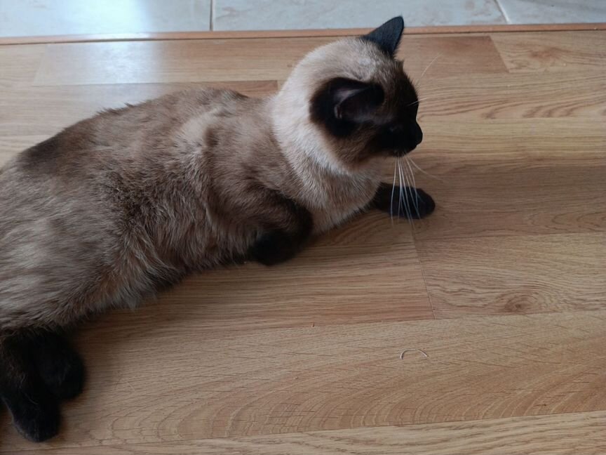 Котик, сиамский 11 месяцев