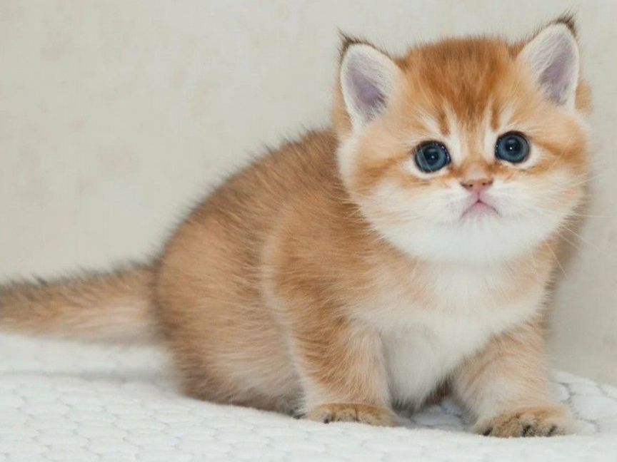 Шотландские золотые шиншиллы котята