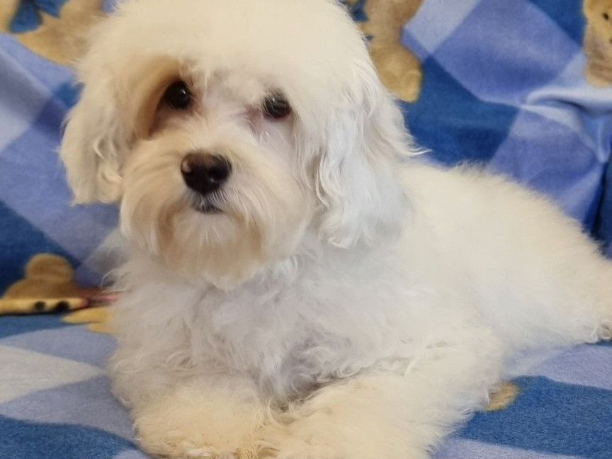 Мальтипу стандарт мальчик