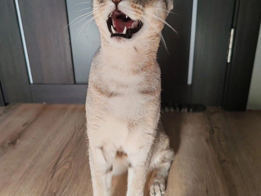Котята чаузи ф3