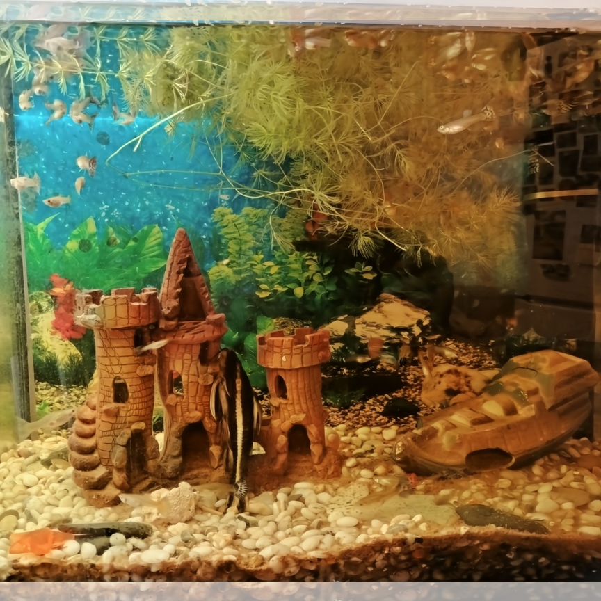 Аквариумные рыбки