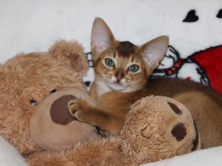 Абиссинский котенок