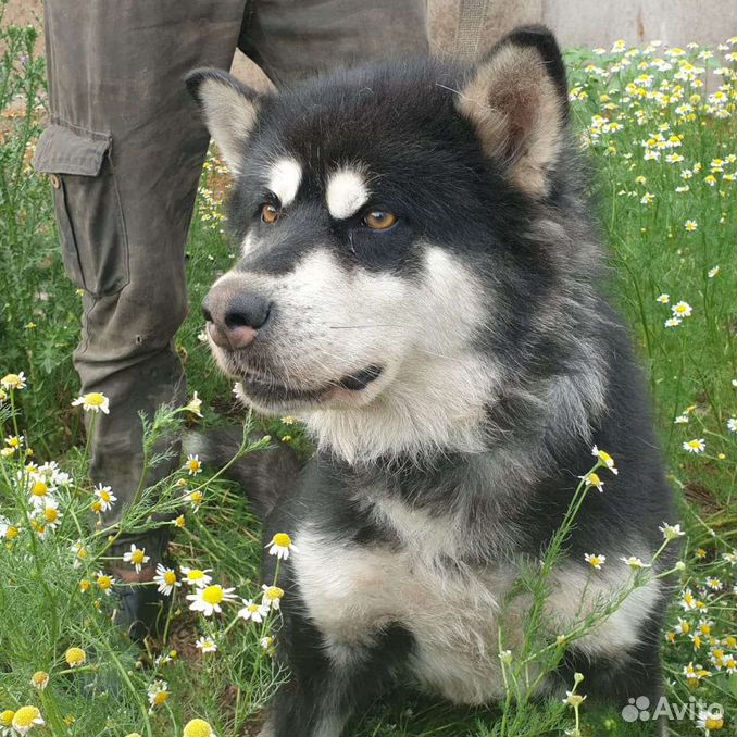 Аляскинский маламут, метис, сука