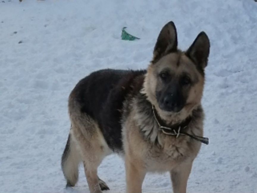 Ищем надёжный дом с будкой