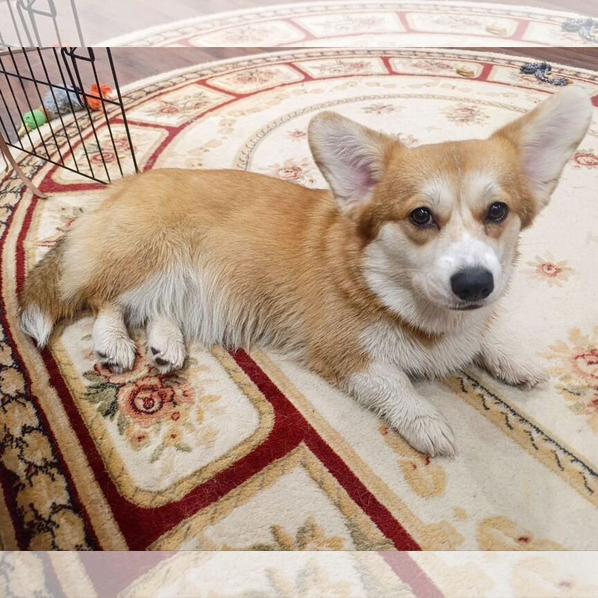 Вельш Корги Пемброк, взрослая собака