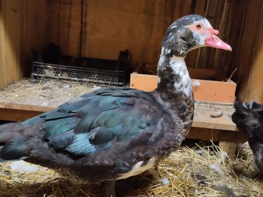 Мускусные утки (селезни)