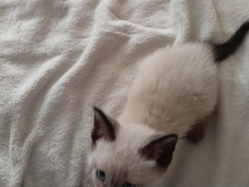 Котята тайской кошки