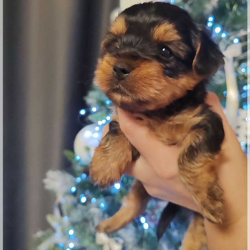 Йоркширский терьер, щенок