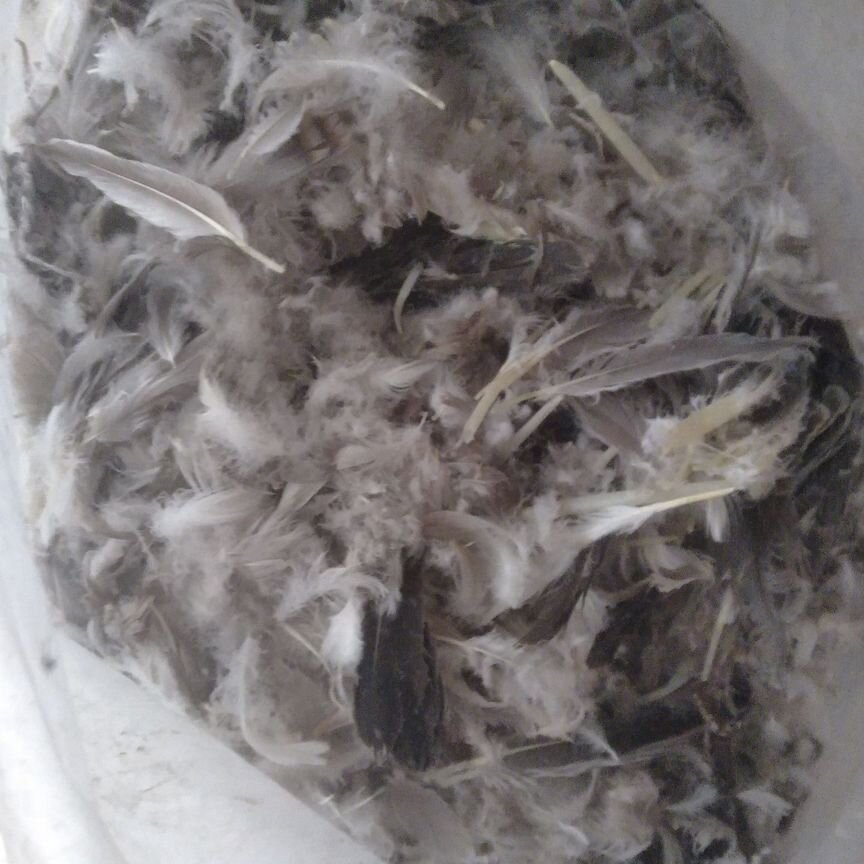 Пух перо гусиное