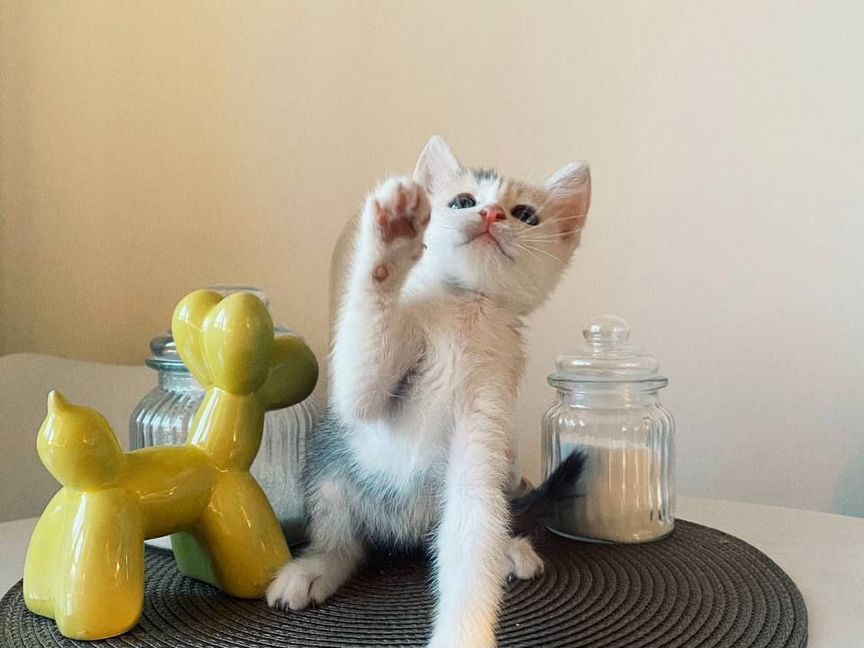 Аскорбинка, трехцветная малышка 2 месяца ищет дом