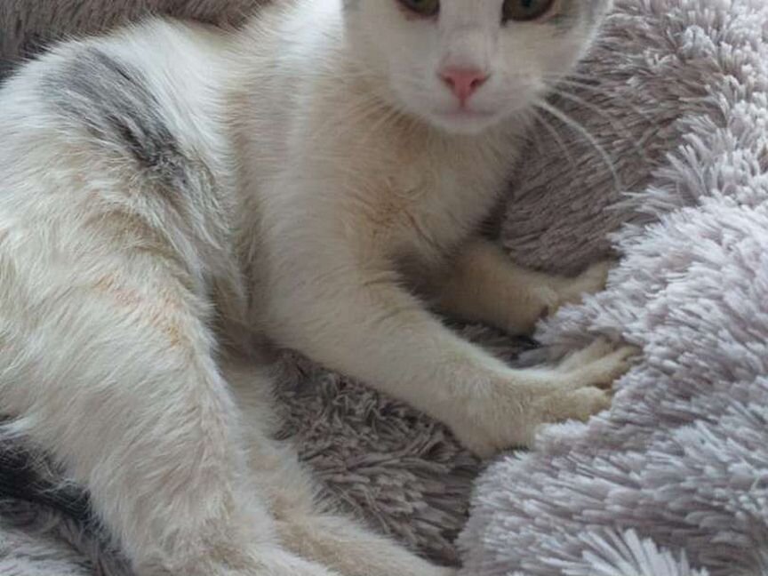 Кошка