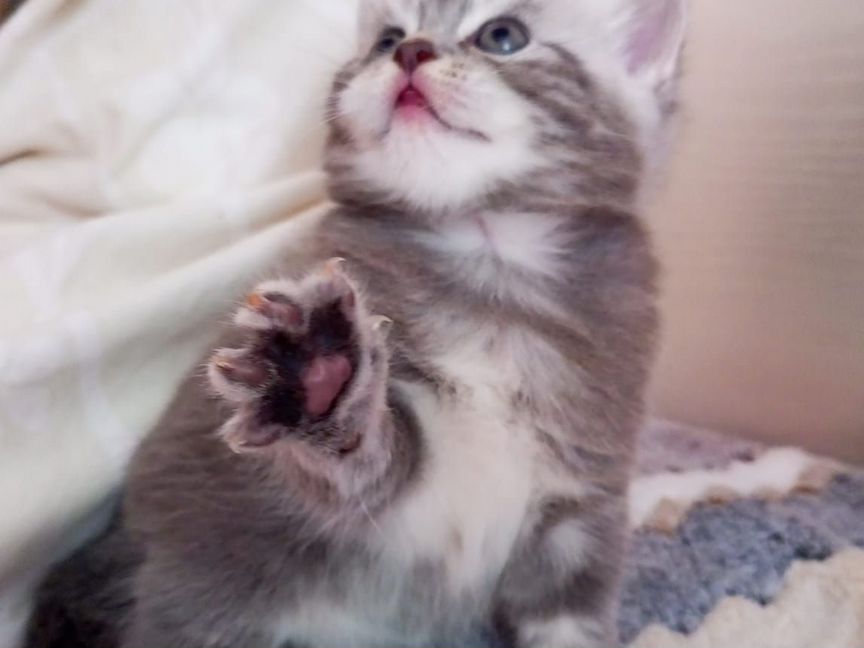 Шотландские прямоухие котята