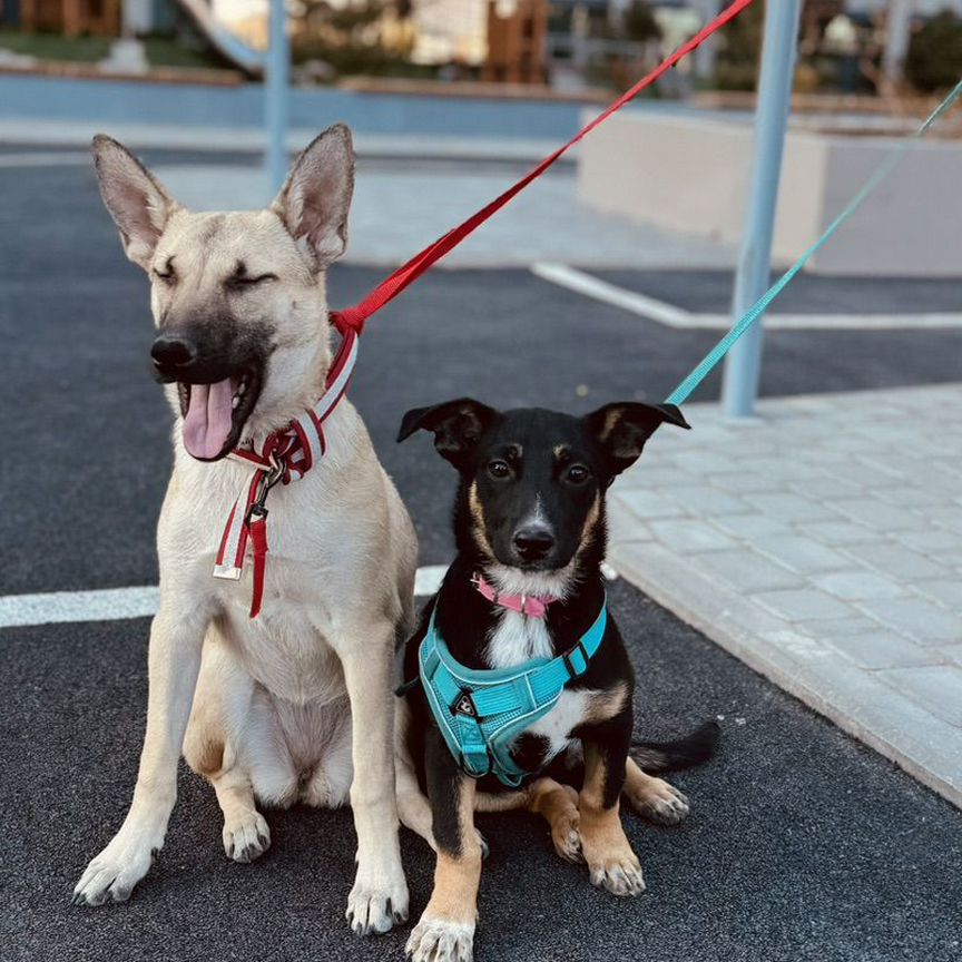 Альфа и Бета в поисках дома