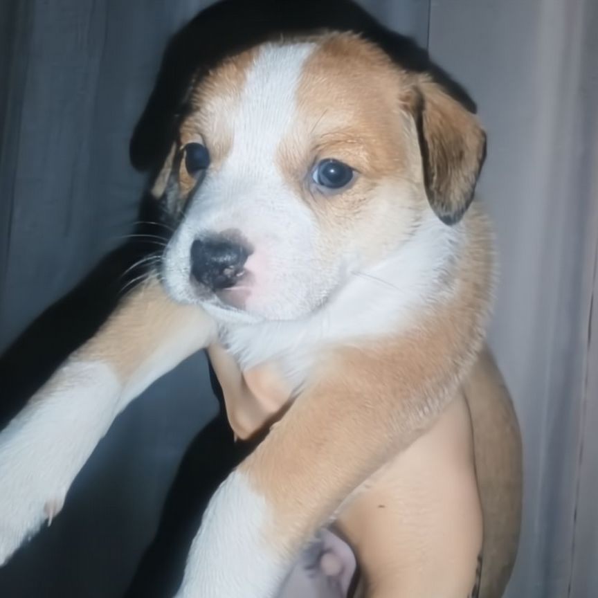 Щенок в добрые руки