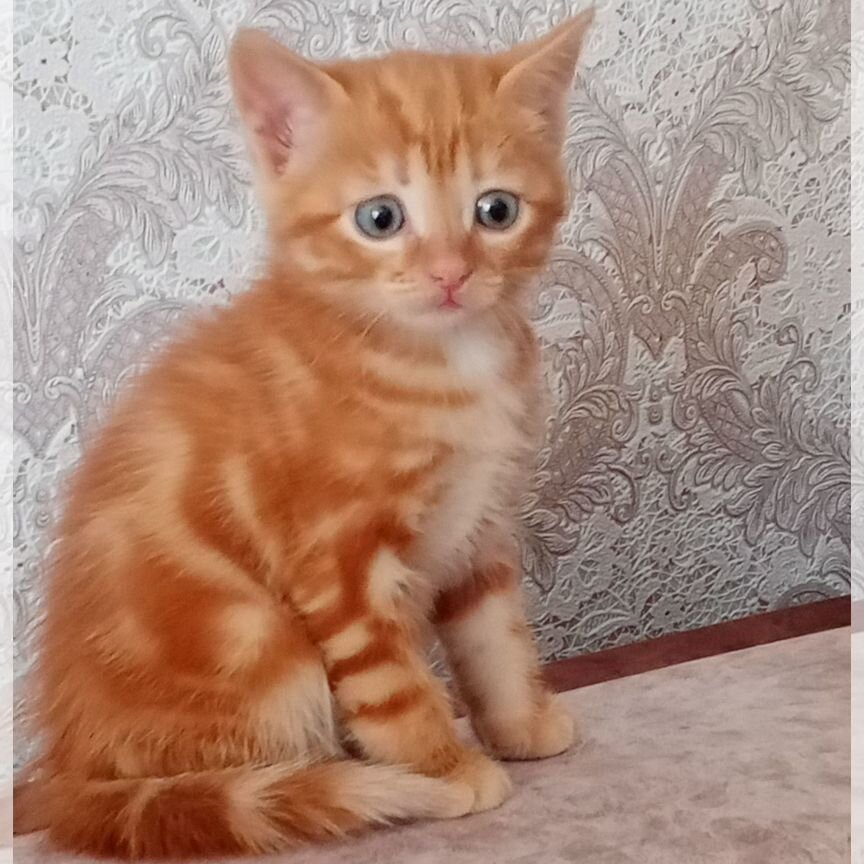 Любимый питомец