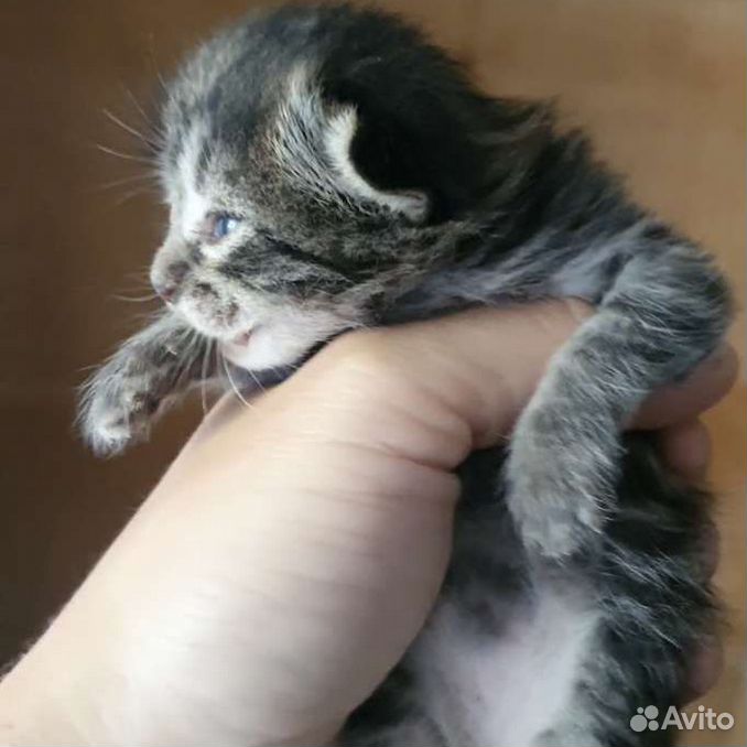 Кормилица кошка